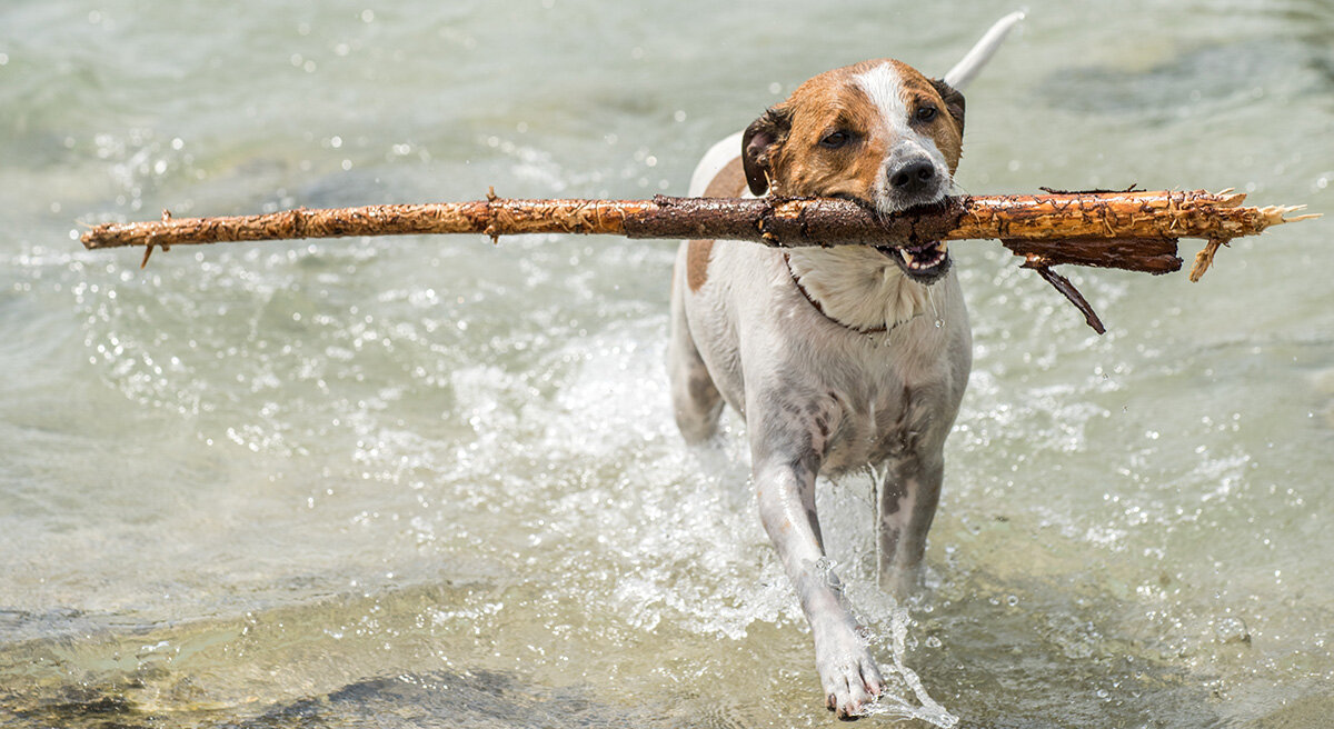 Duńsko-szwedzki pies wiejski — wszystkie informacje i opis rasy - Zoocial.pl